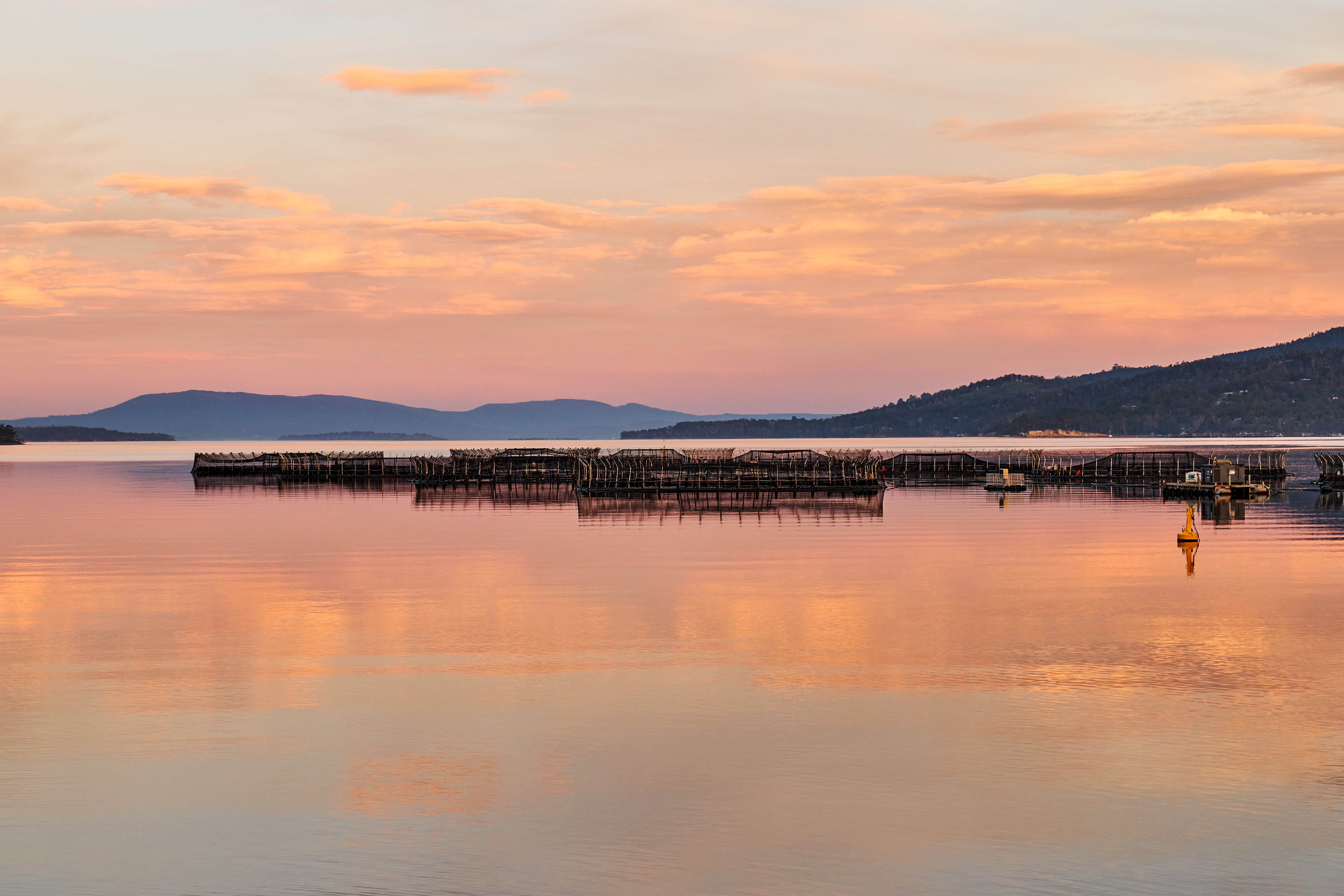THE SALMON ACTIVIST: AN ALIEN SPECIES HAS LANDED AND IS WAGING WAR ON ...