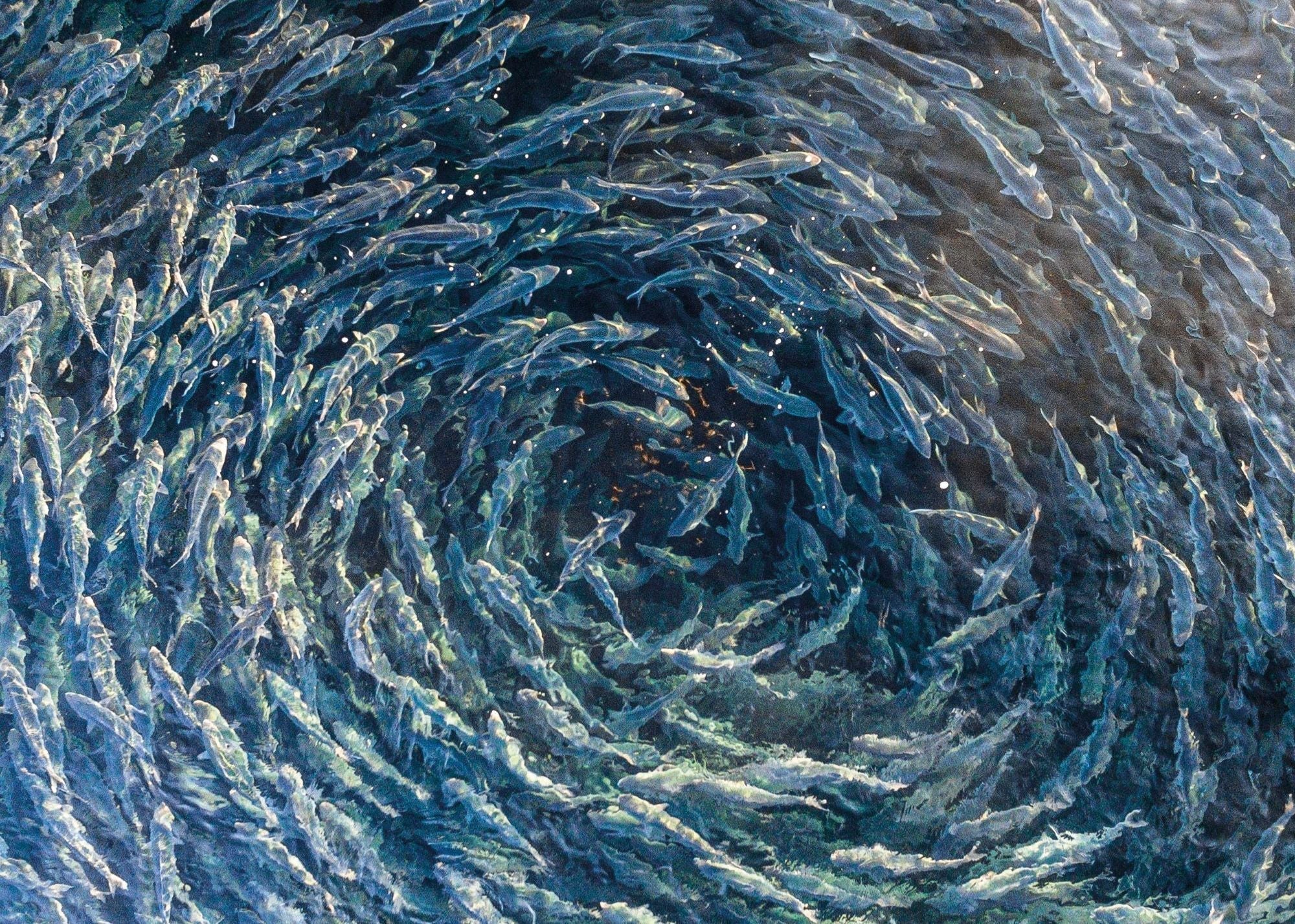 The Australian everyfish: a humble tribute to the real salmon - Patagonia New Zealand