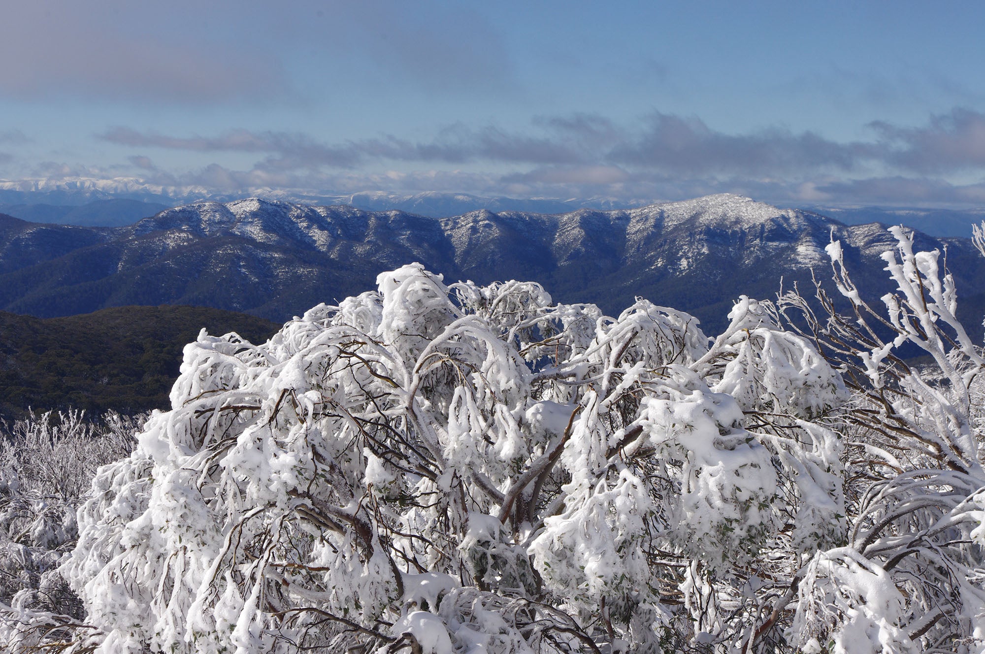 GHOST FORESTS: AUSTRALIA’S ICONIC SNOW GUMS ARE THE BLEACHING CORALS O ...