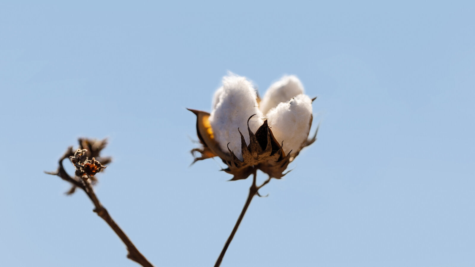 Organic Cotton - Patagonia New Zealand