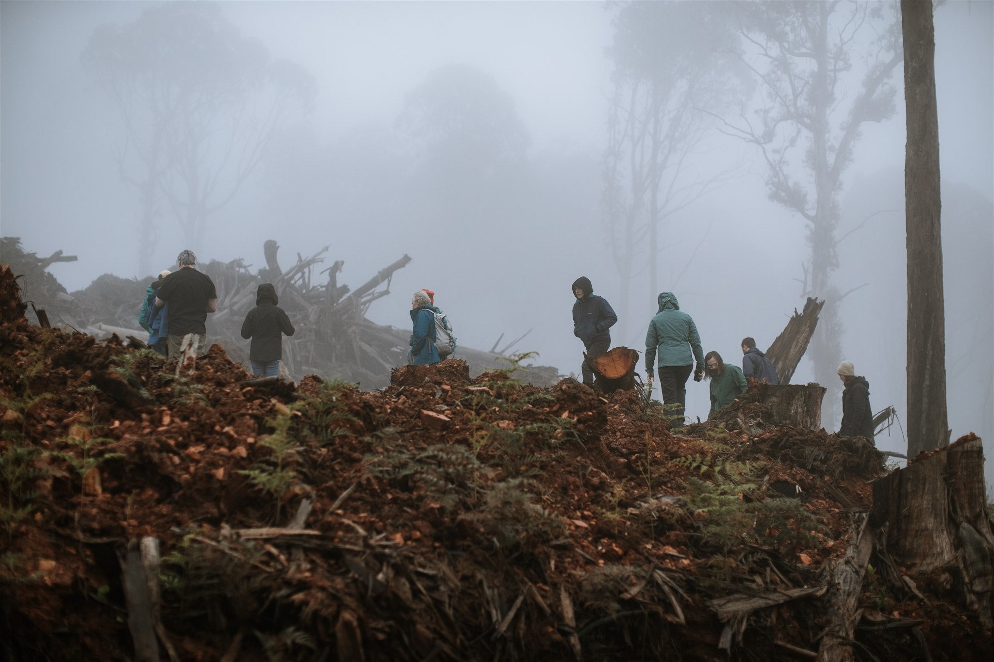 We can’t just walk away after the logging stops in Victoria’s native f ...