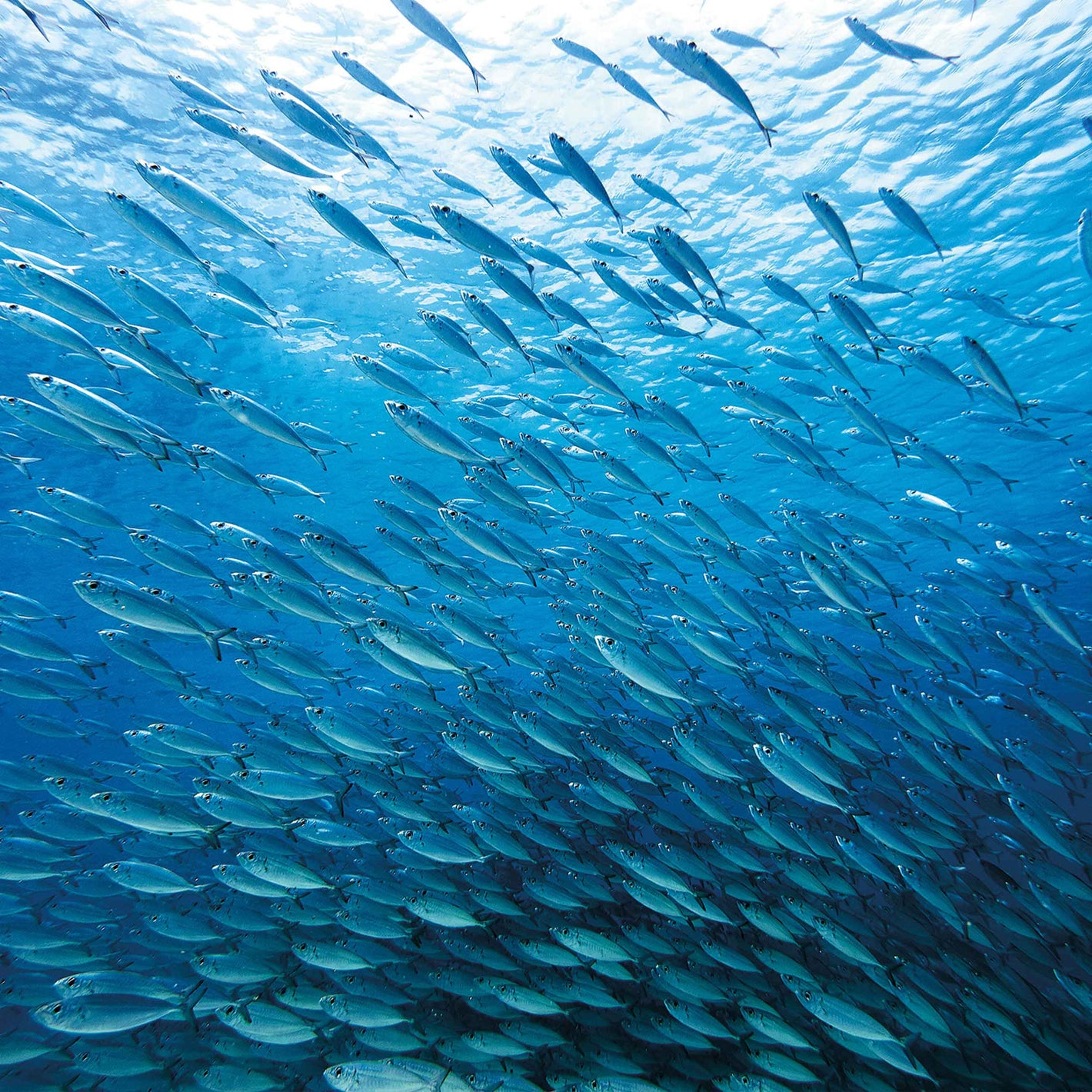 Test-Mpa - Patagonia New Zealand